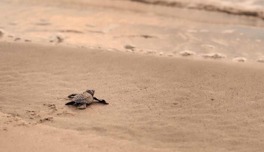 Cabo San Lucas Turtle Release | Hilton Los Cabos